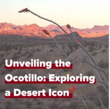 Unveiling the Ocotillo: Exploring a Desert Icon | Cooper Center