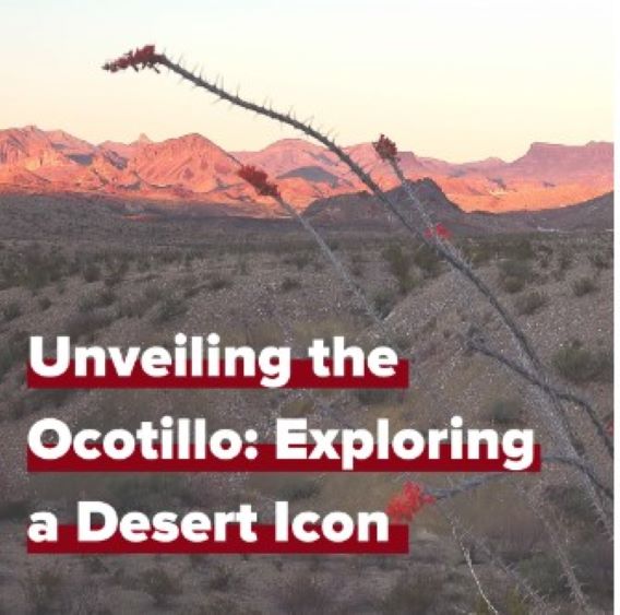 Unveiling the Ocotillo: Exploring a Desert Icon | Cooper Center